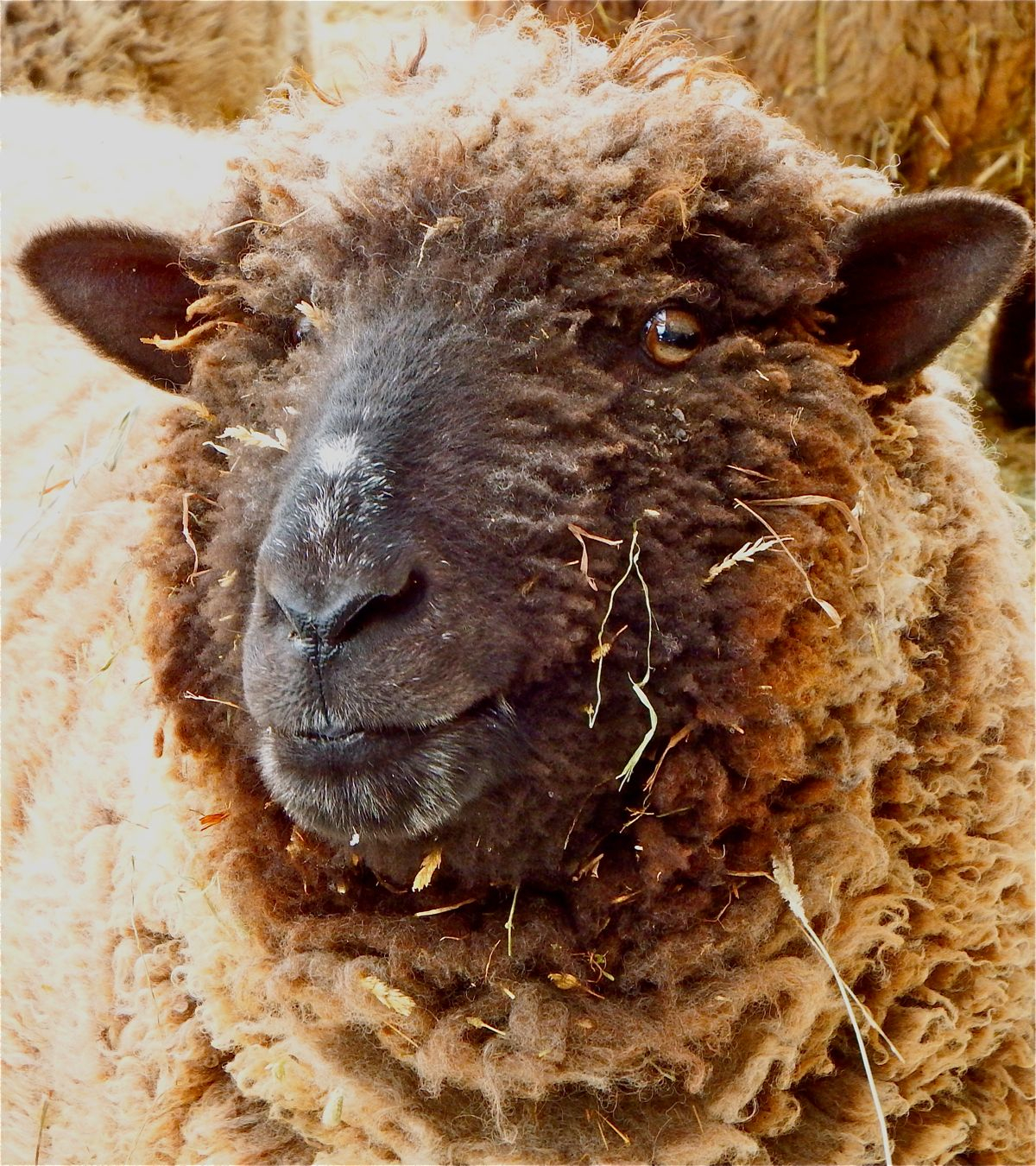 sheep copy – From My Window