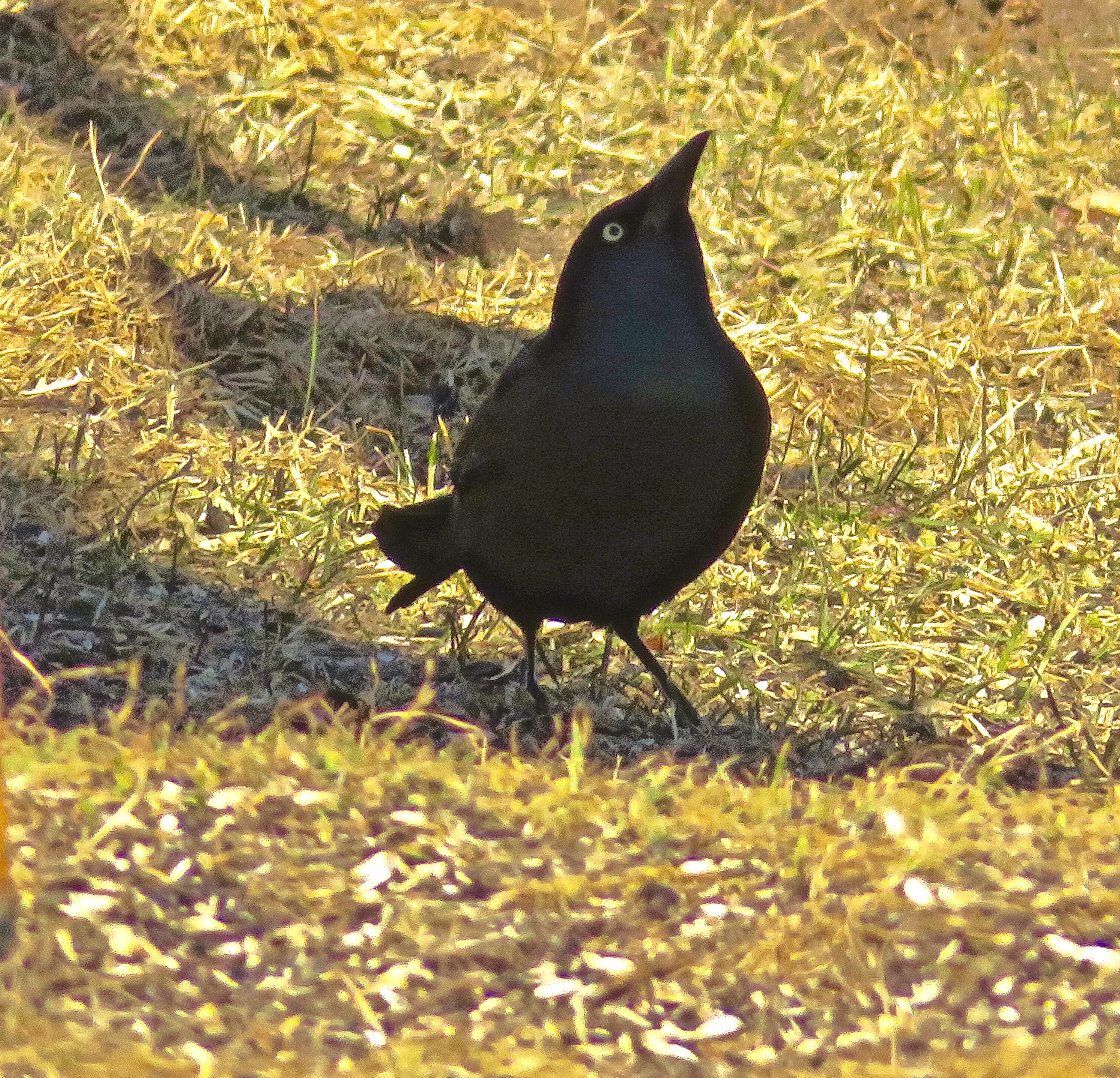 Grackle Greetings – From My Window