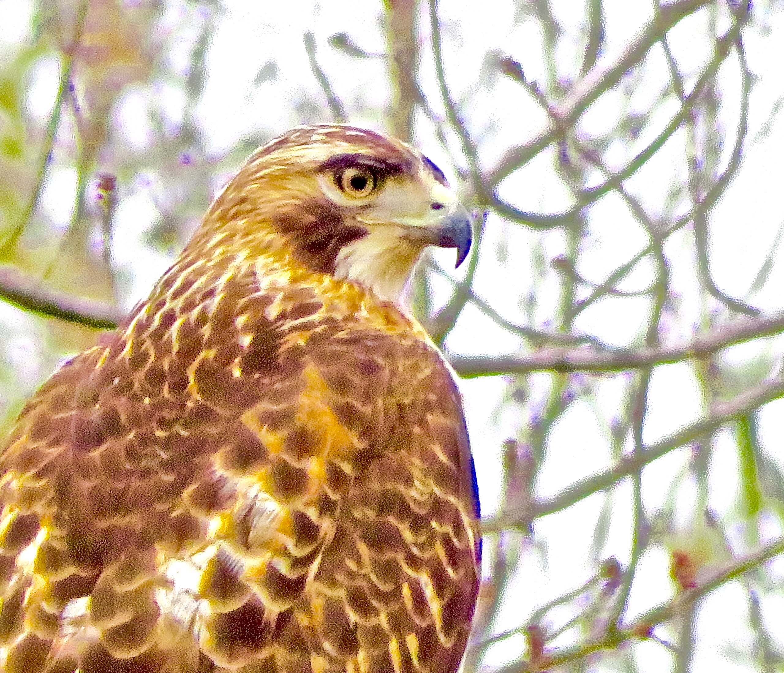 Hawk Eyes – From My Window