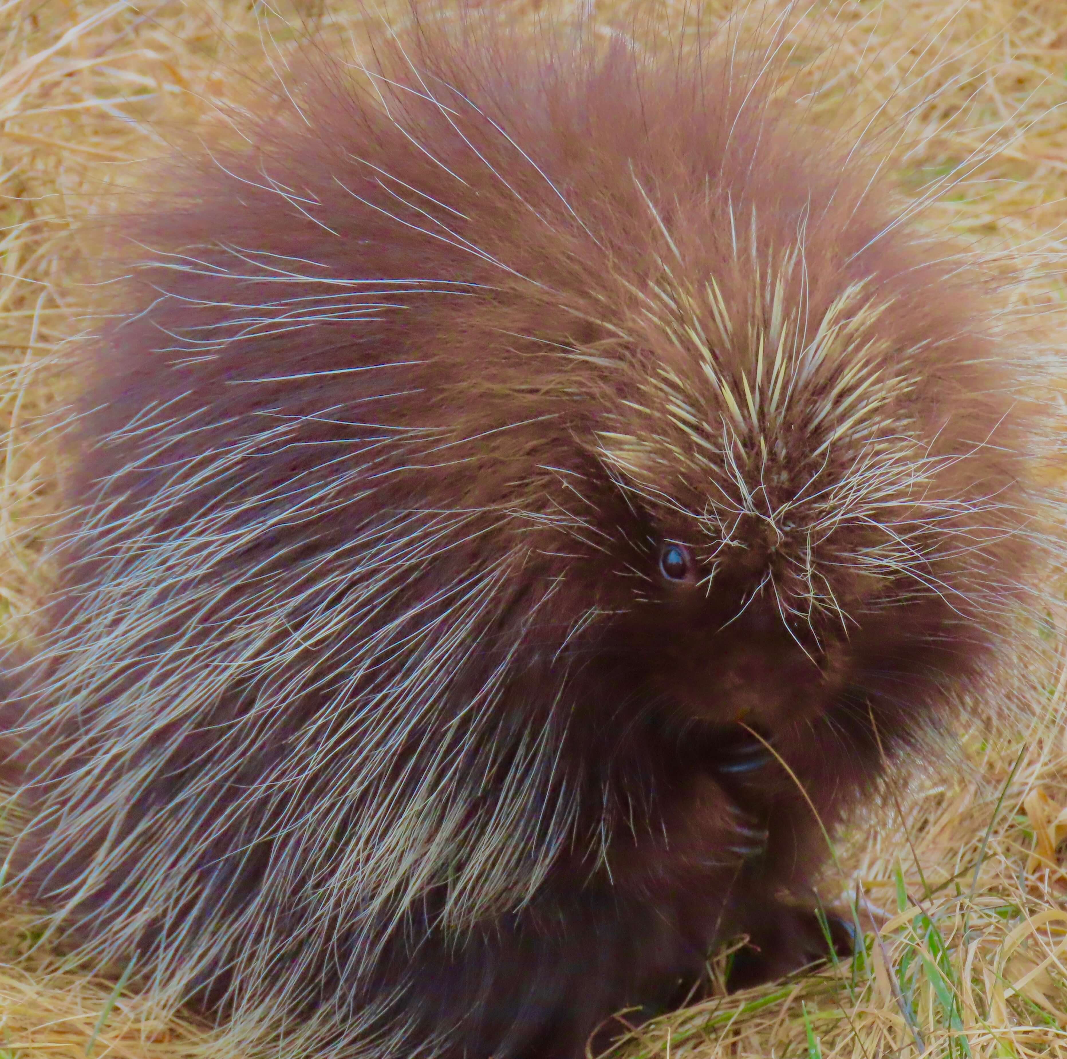 Porcupine Picnic Patch – From My Window