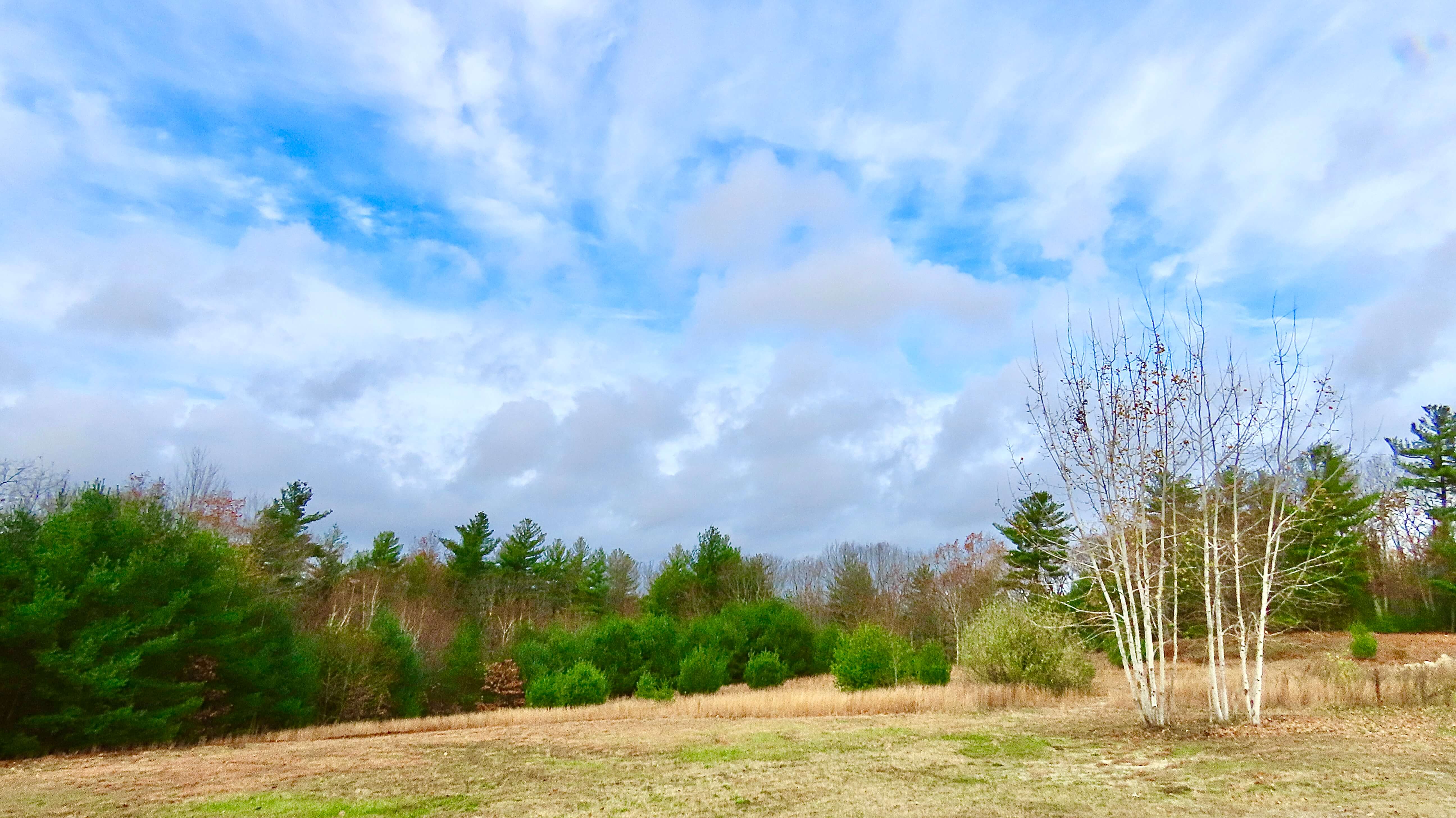 Birches – From My Window